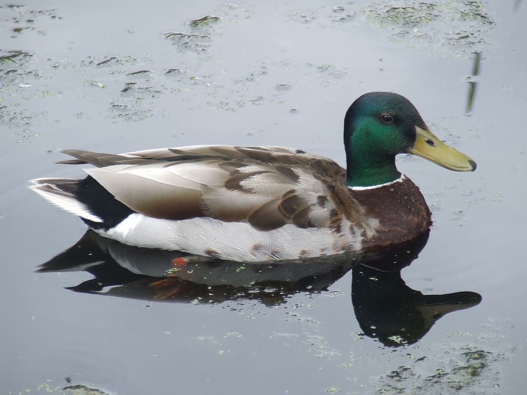 It's Time for a 'Working Duck' Session in Congress ⋆ Quin Hillyer